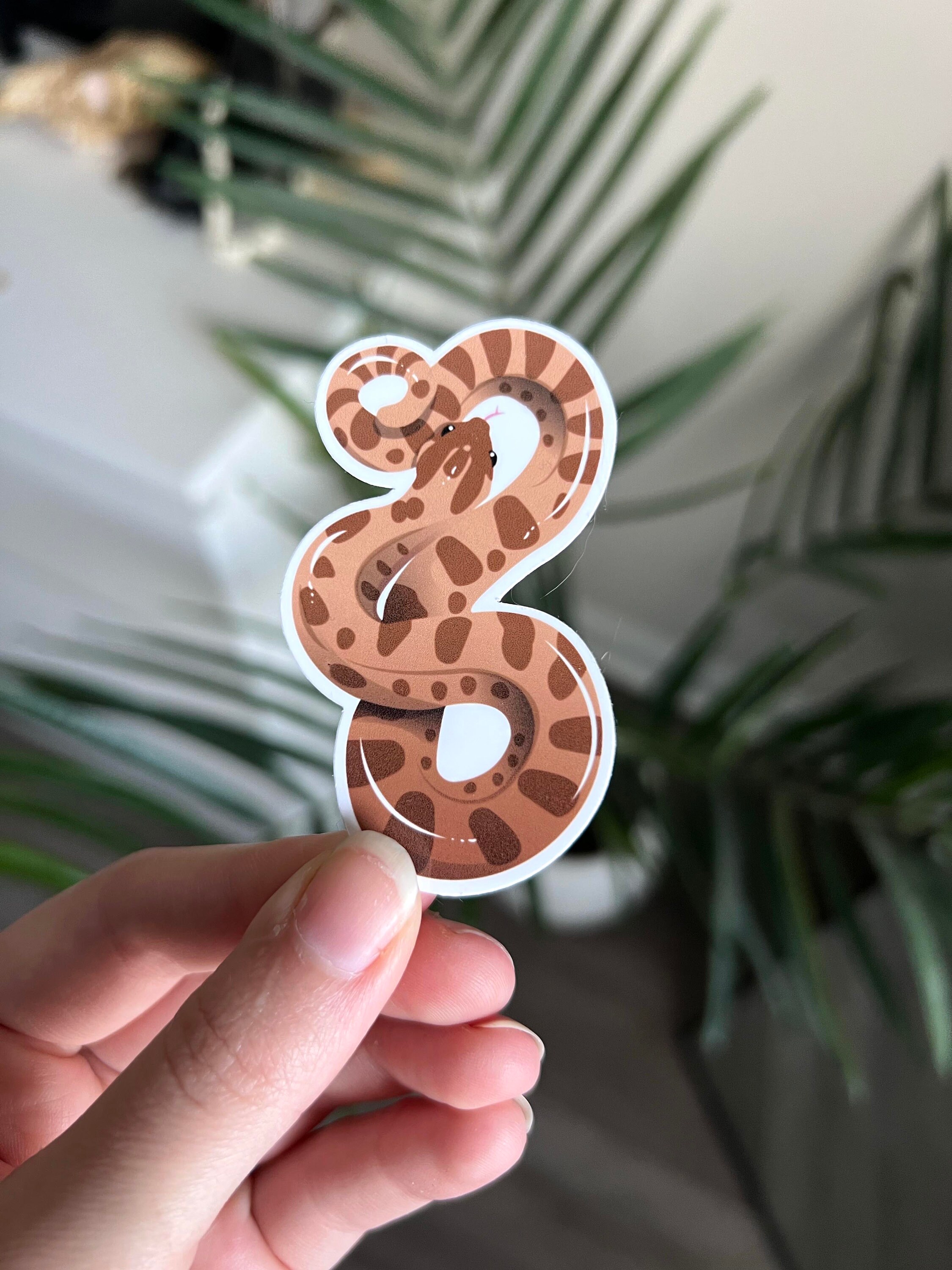 Hognose Conda Stickers 6 Morphs Normal Albino - Etsy