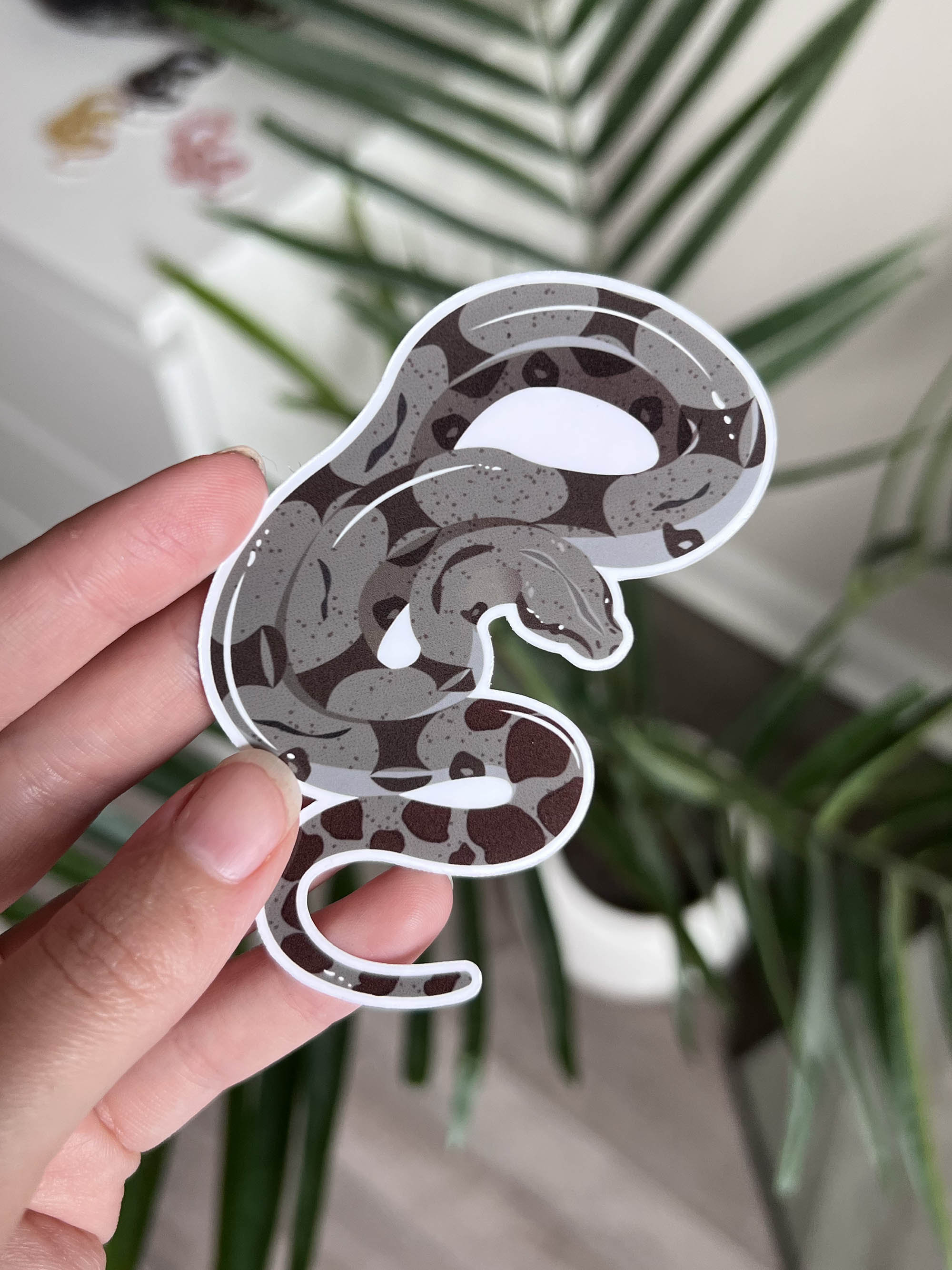 Boa Constrictor Bcc and Bci Bcc Wild Bci Wild Bco - Etsy