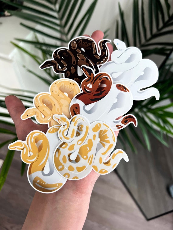 Ball Python Popular Morphs 6 Colors Wild Banana Coral - Etsy