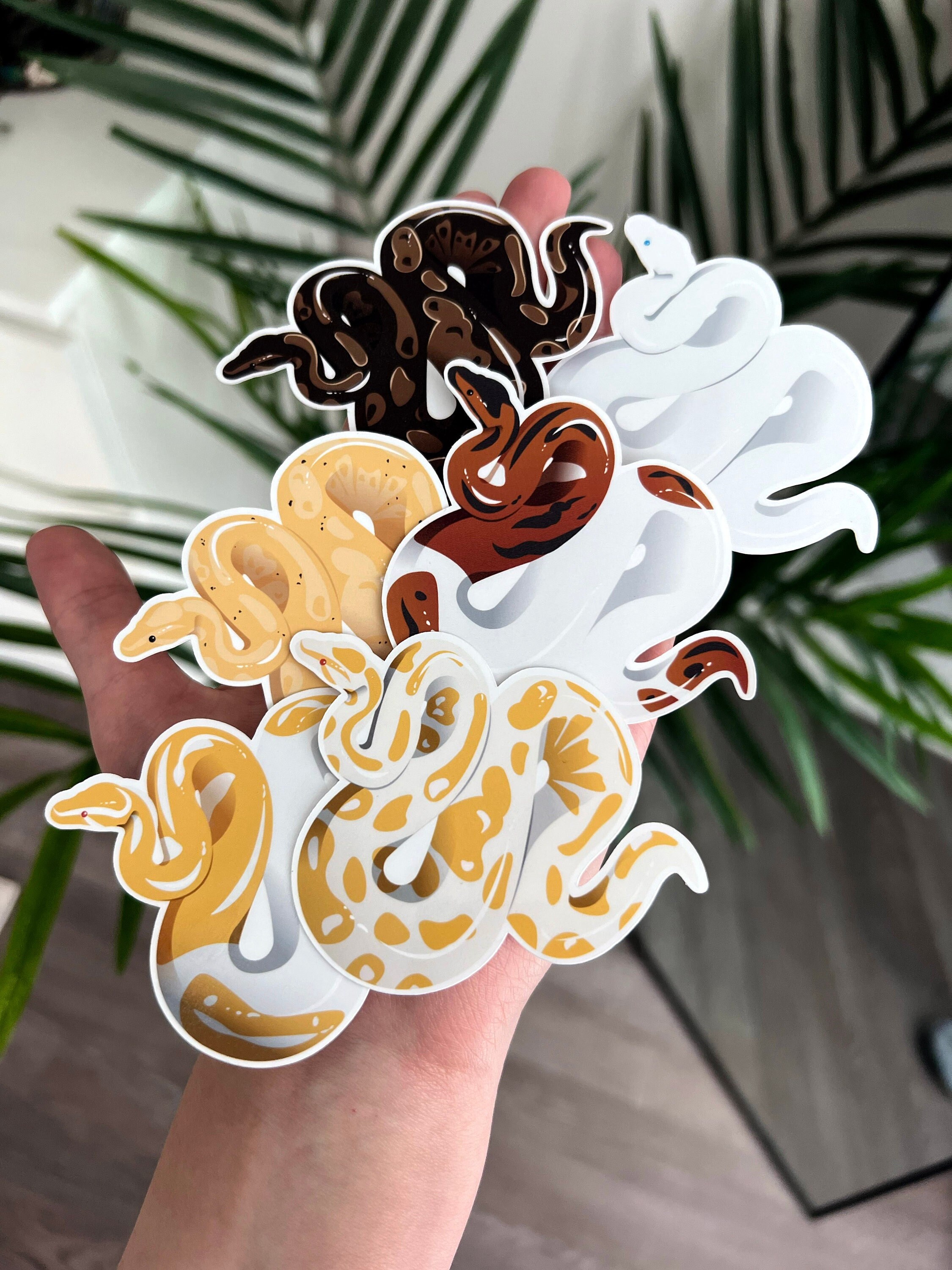 Ball Python Popular Morphs 6 Colors Wild Banana Coral - Etsy