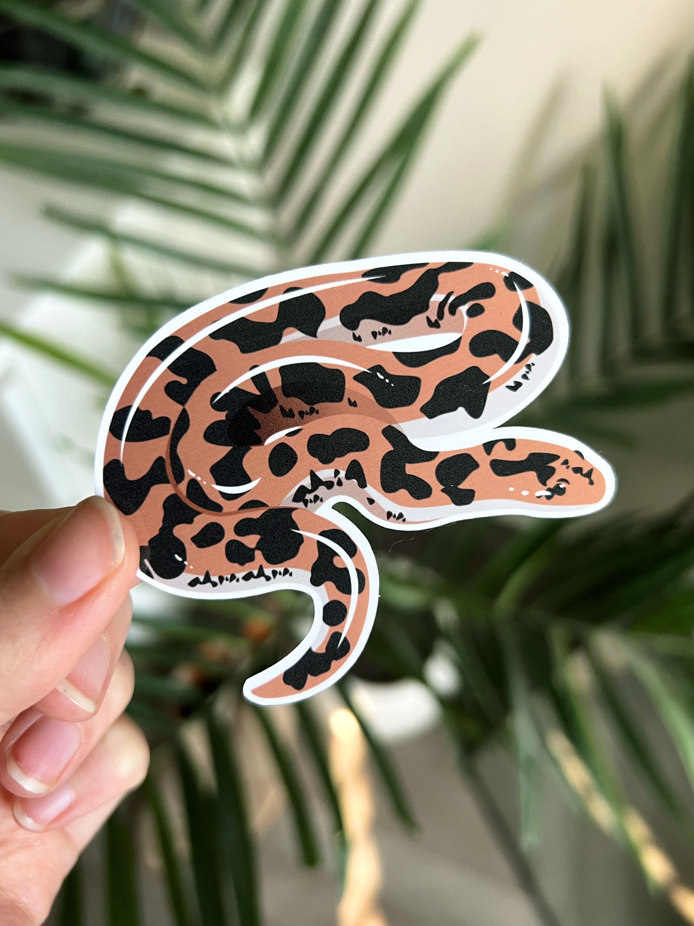 Sand Boas Snake Morphs 6 Morphs Normal Albino Anery - Etsy