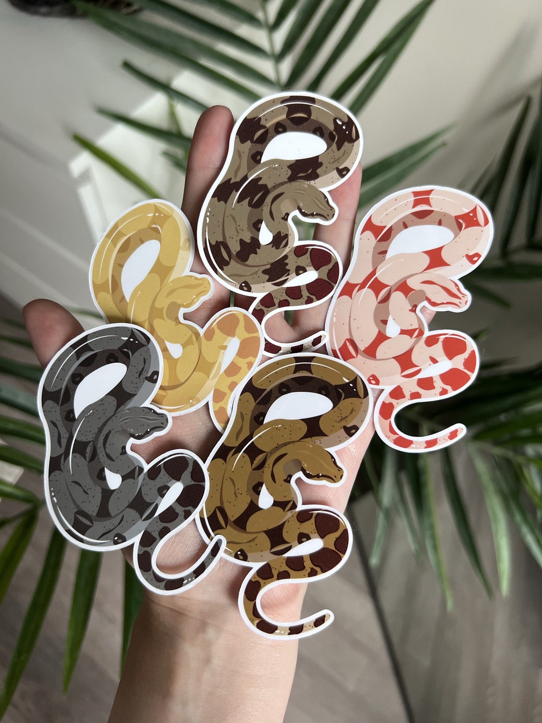 Boa Constrictor Bcc and Bci Bcc Wild, Bci Wild, Bco Argentine, Bci ...