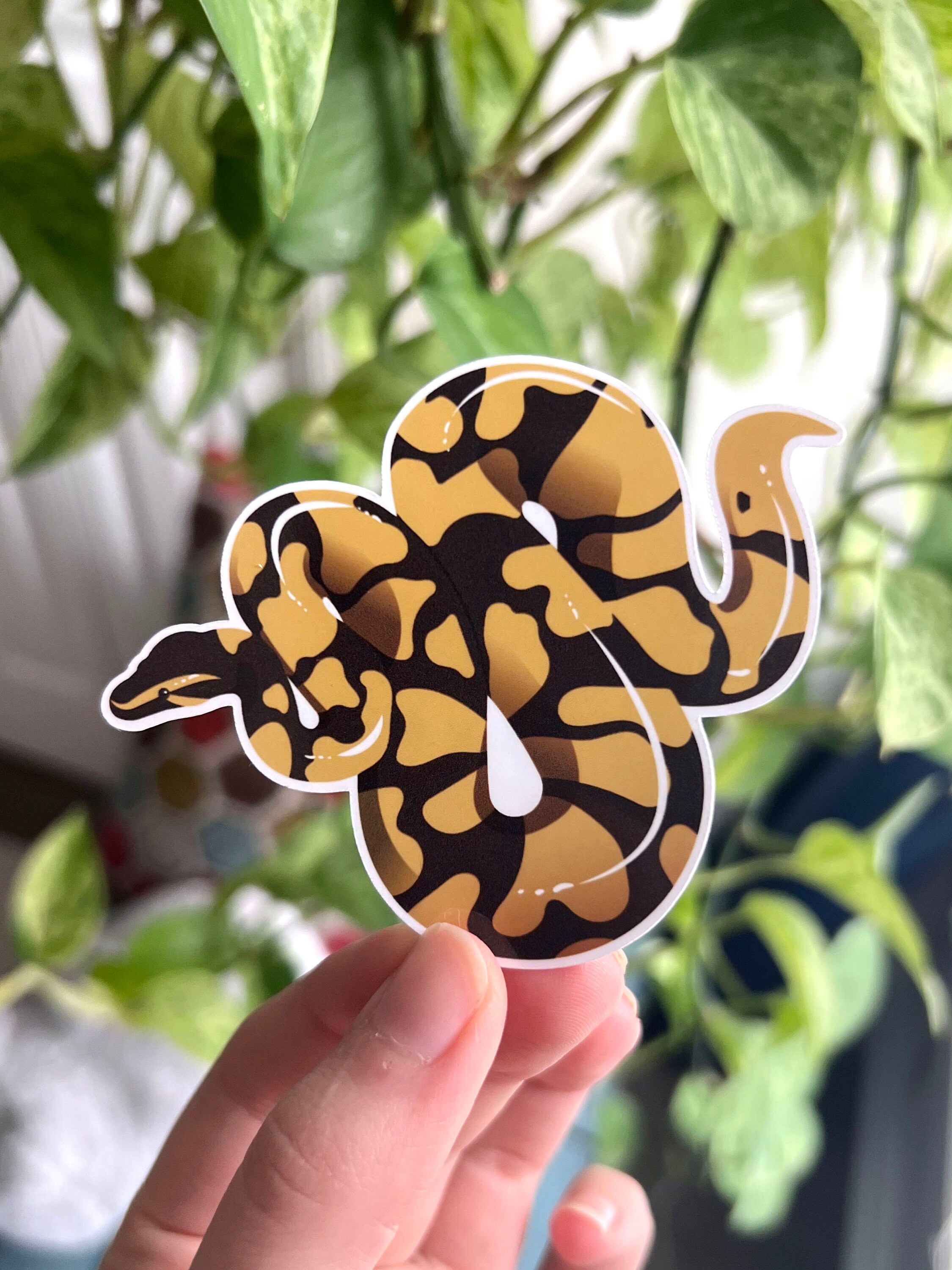 Ball Python Morphs 6 Genes Pastel Enchi Spider - Etsy