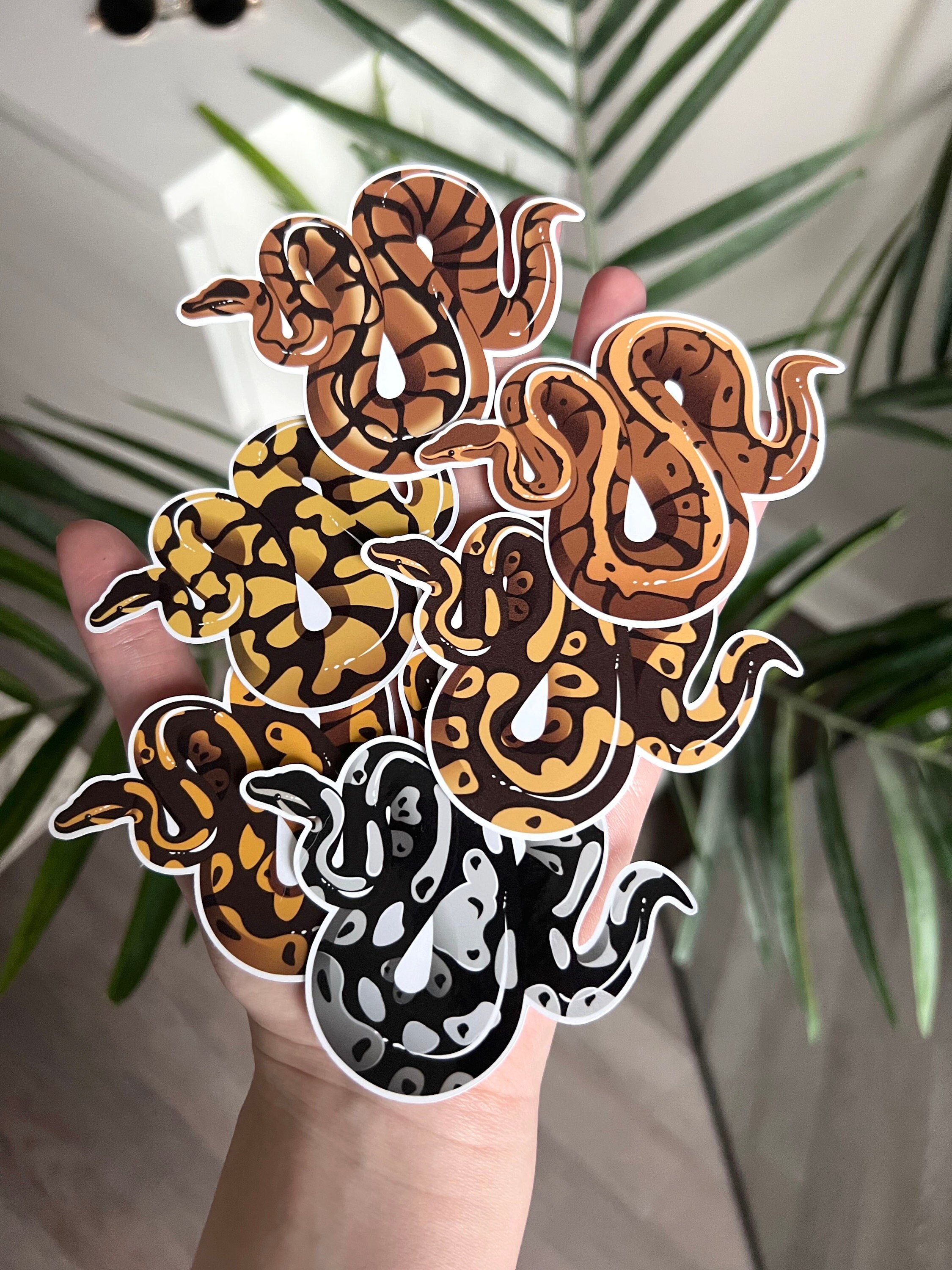 Ball Python Morphs 6 Genes Pastel Enchi Spider - Etsy