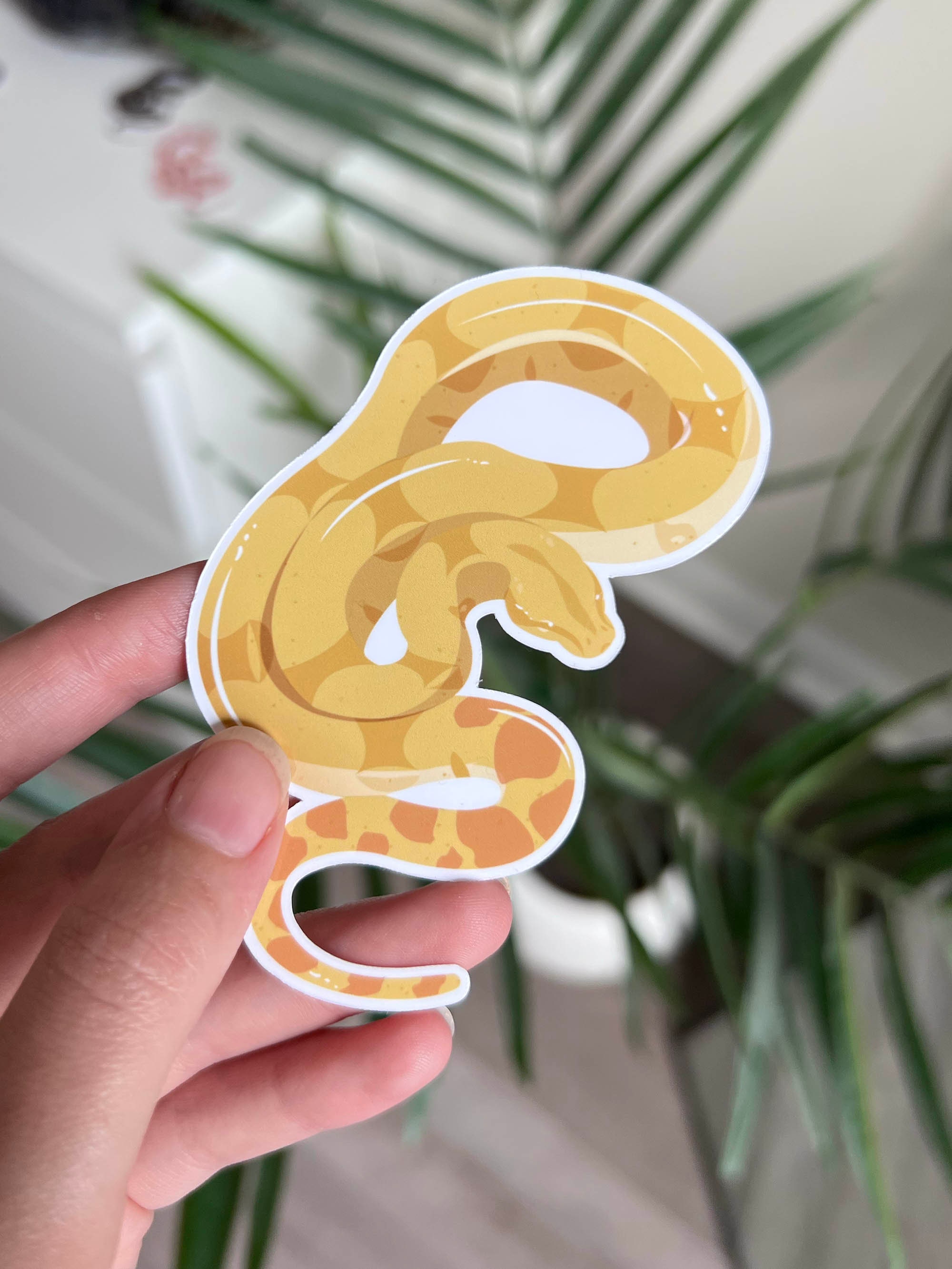 Boa Constrictor Bcc and Bci Bcc Wild Bci Wild Bco - Etsy