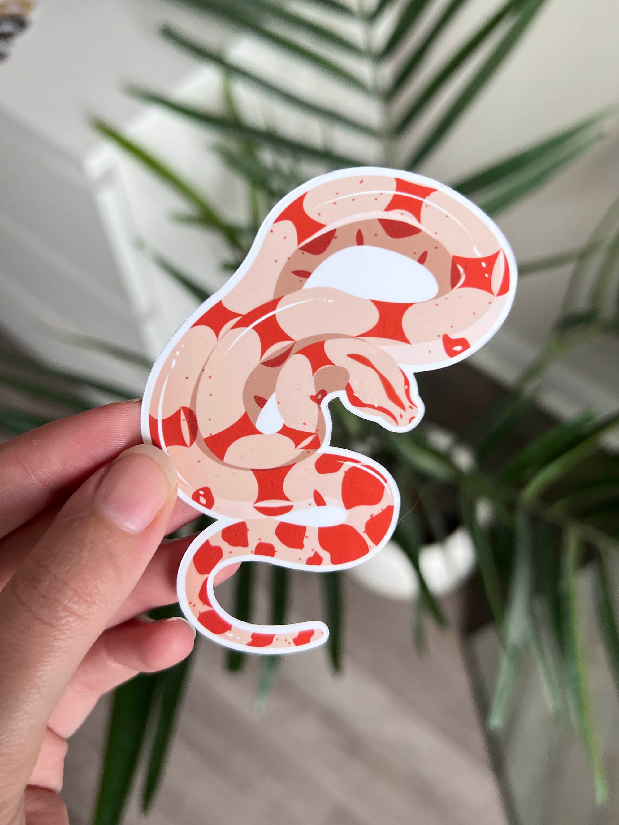 Boa Constrictor Bcc and Bci Bcc Wild Bci Wild Bco - Etsy