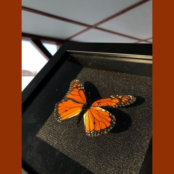 Pinned Butterfly - Etsy