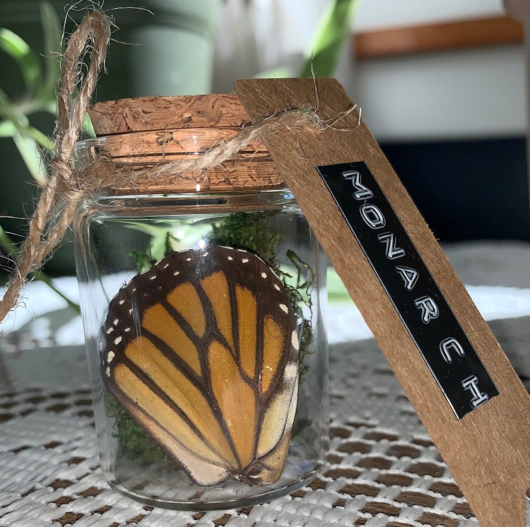 Mini Monarch Vial - Etsy