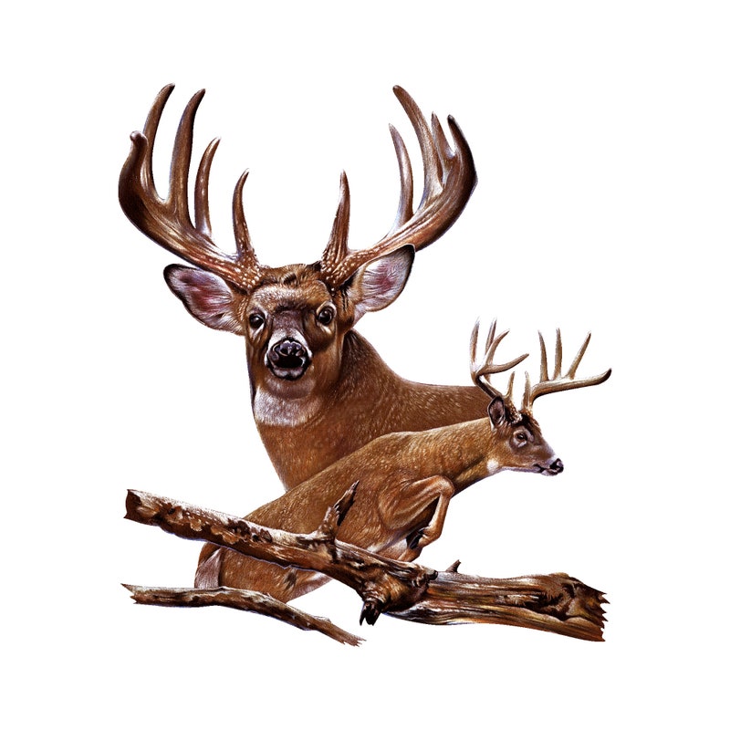 Deer Decal - Etsy