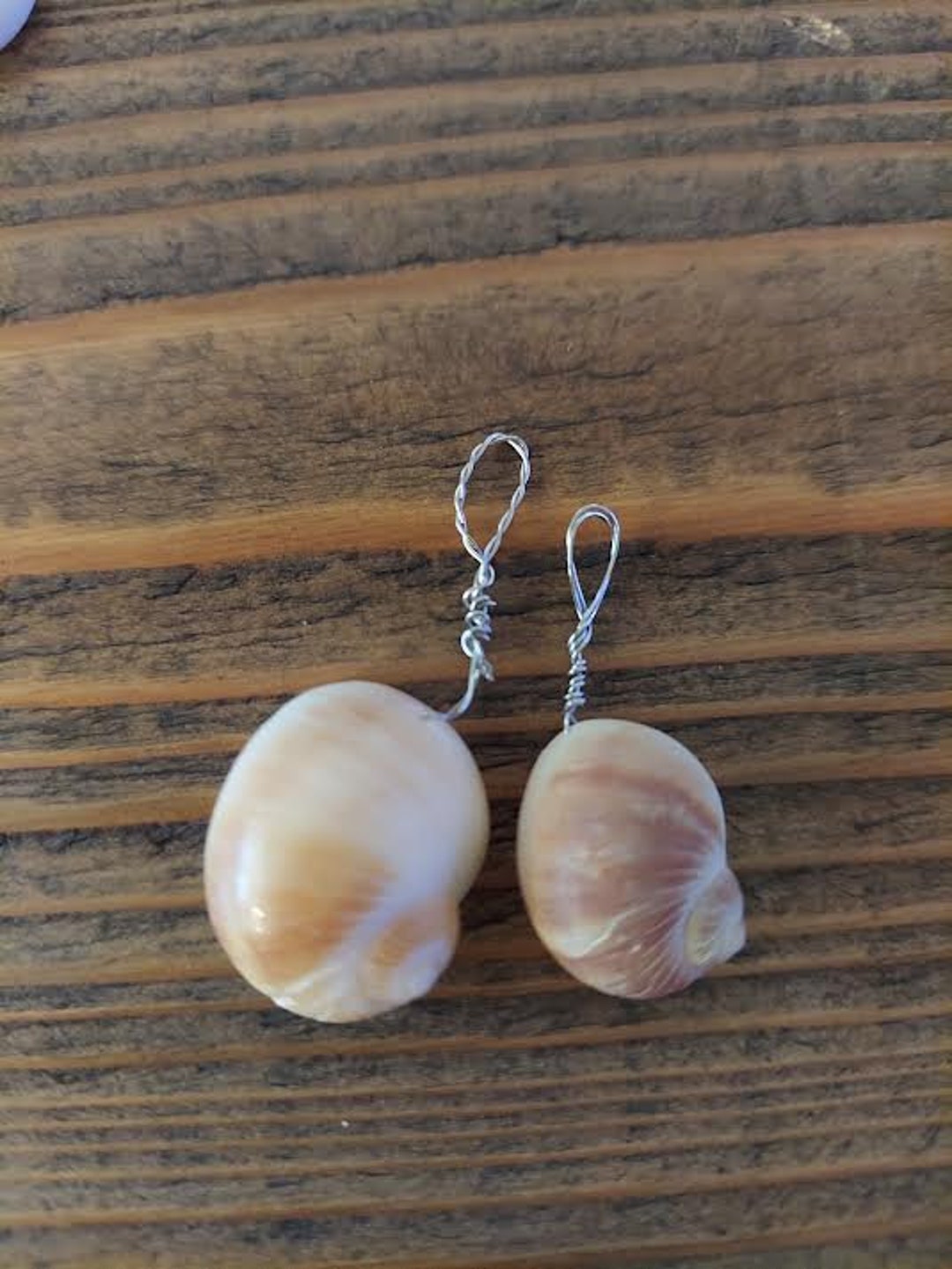 Shark Eye Sea Shell Charm From Hawaii - Etsy