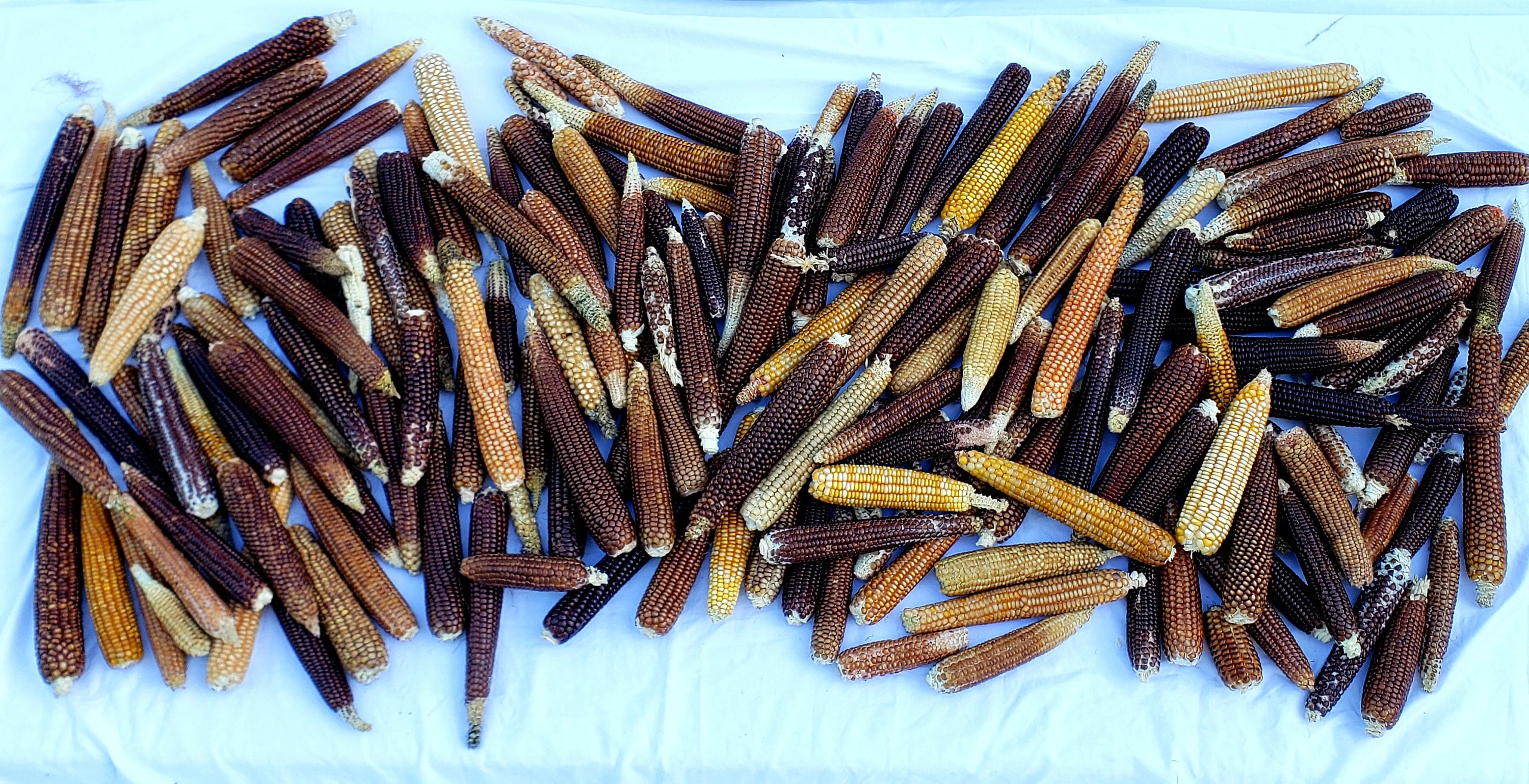Organic Chapalote - Etsy