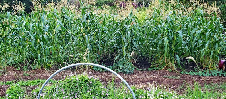 Heirloom Green Dent Corn - Etsy