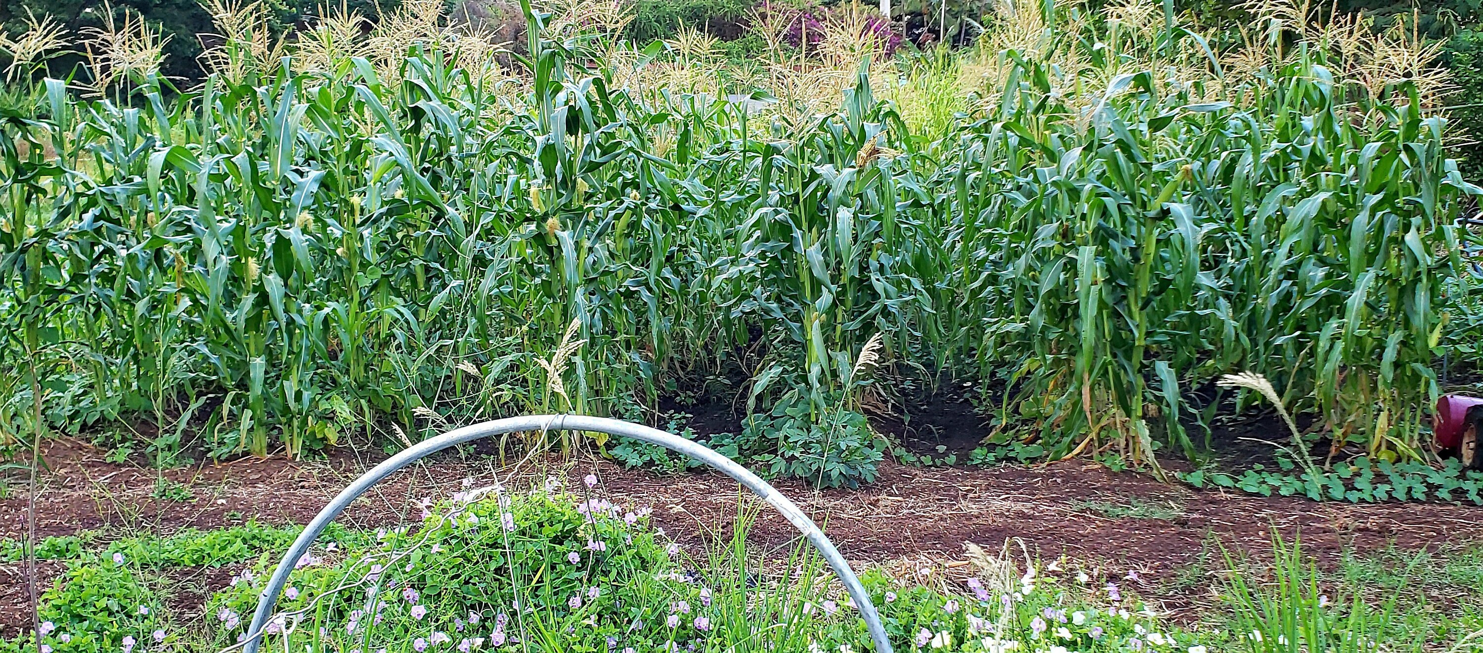 Heirloom Green Dent Corn - Etsy