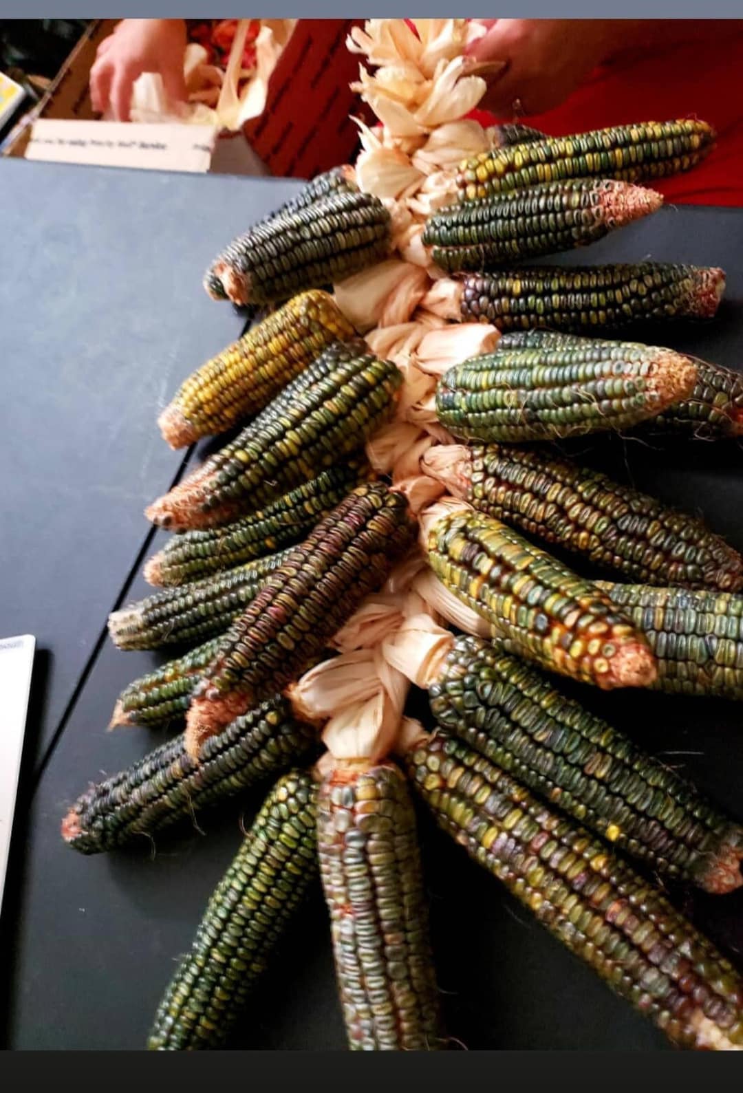 Heirloom Green Dent Corn - Etsy