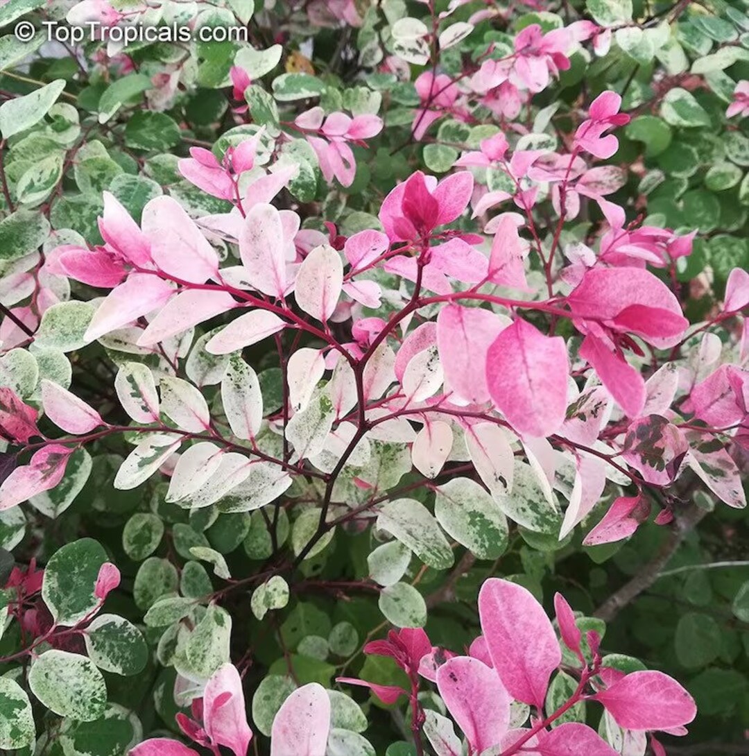 Roseopicta Breyna Disticha Starter Plant ALL Starter Plants Require You ...