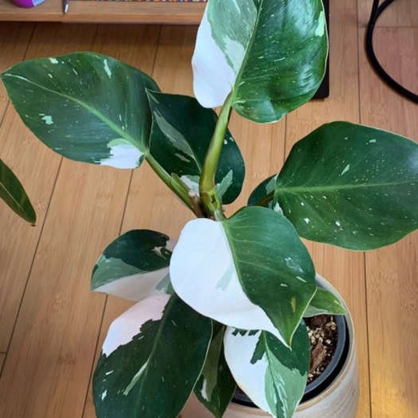 Philo White Knight - Etsy