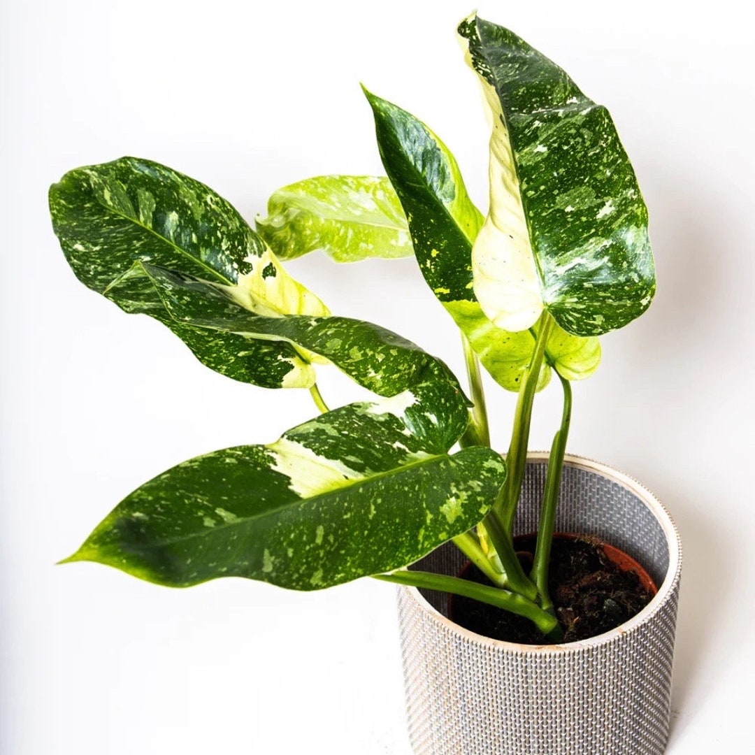 Philodendron Jose Buono 6 RARE - Etsy