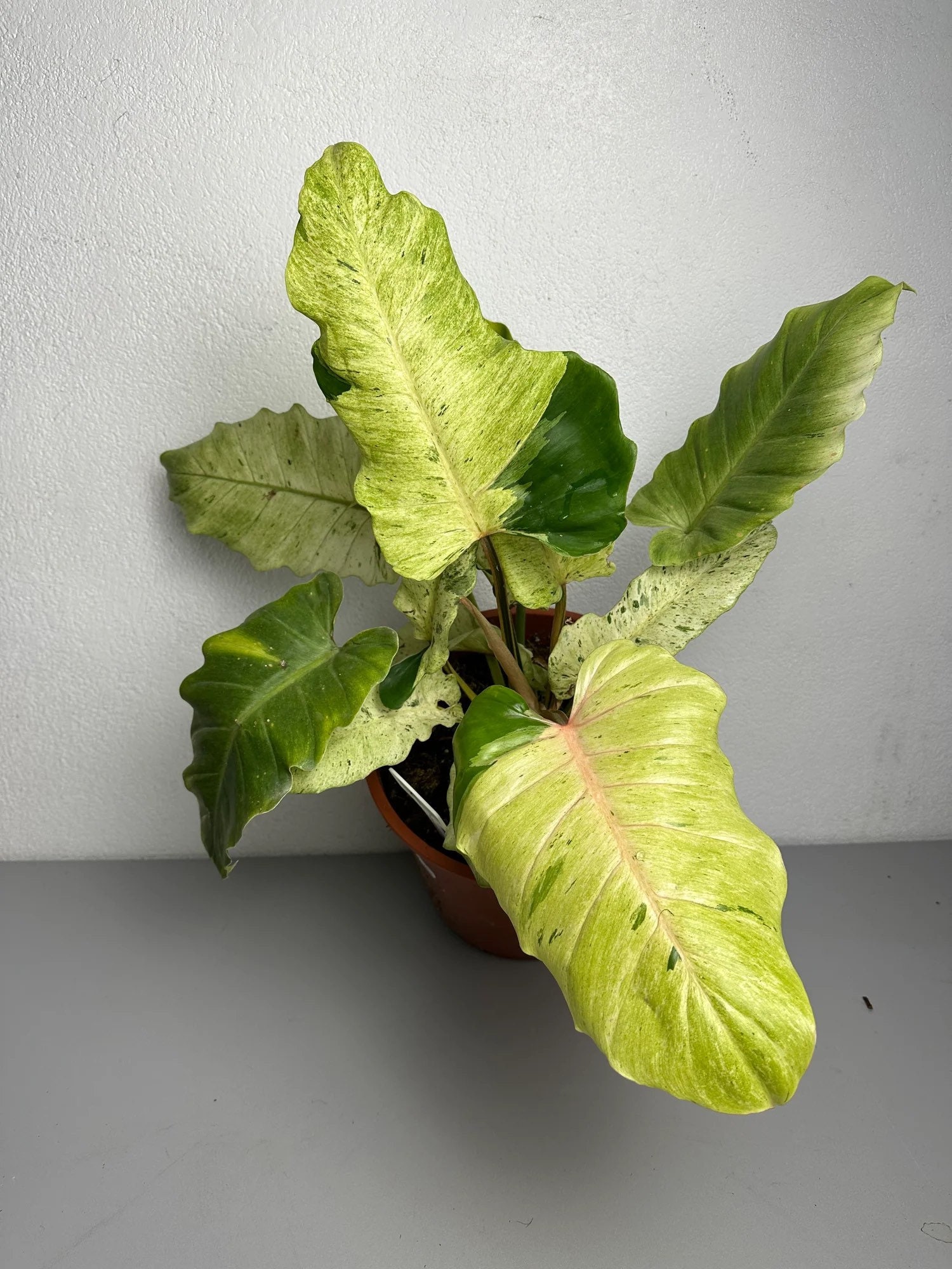 official USA stockists Philodendron Snowdrift www.diocesedeanapolis.org.br