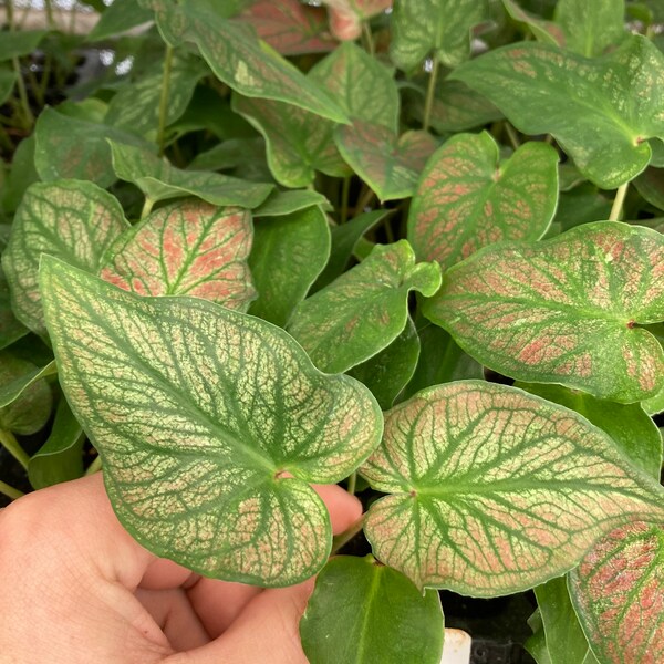 Caladium - Etsy