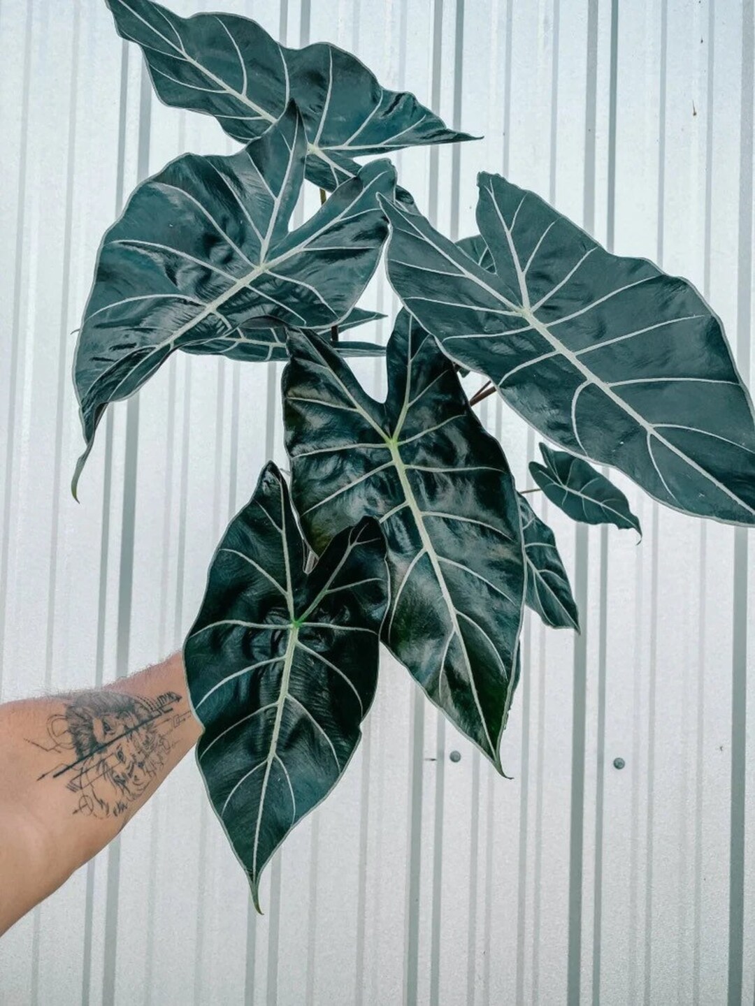 Alocasia Dragons Tooth Starter Plant must Buy A Minimum of ANY 2 PLANTS ...