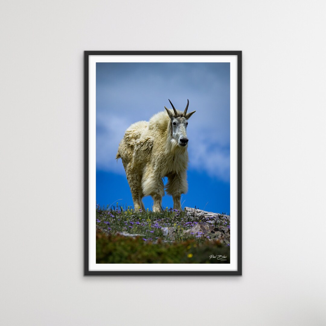 Mountain Goat Portrait Photo - Wild Animal Scenic Print - Wall Art ...