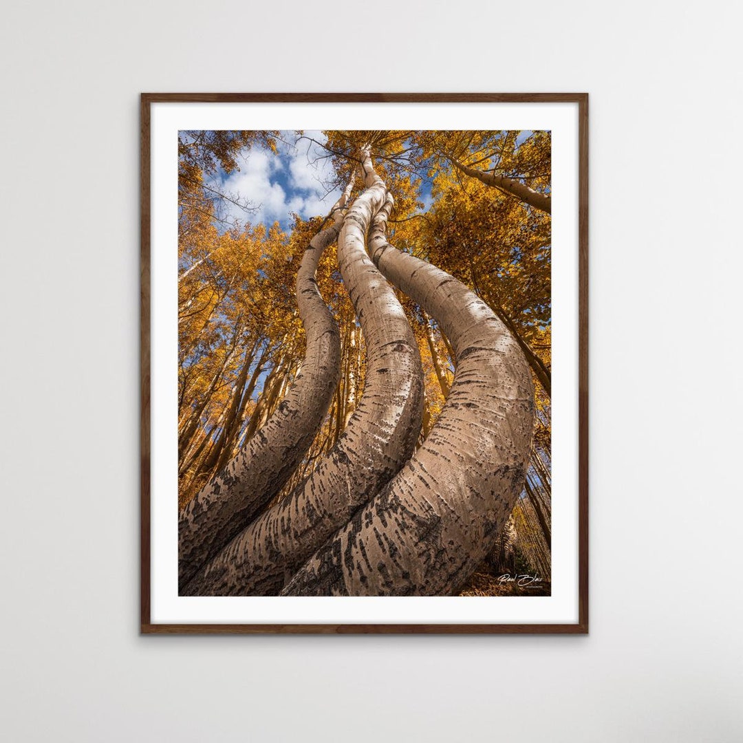 San Juan Mountains Fall Aspen Trees Wall Art, Ophir Colorado Landscape ...