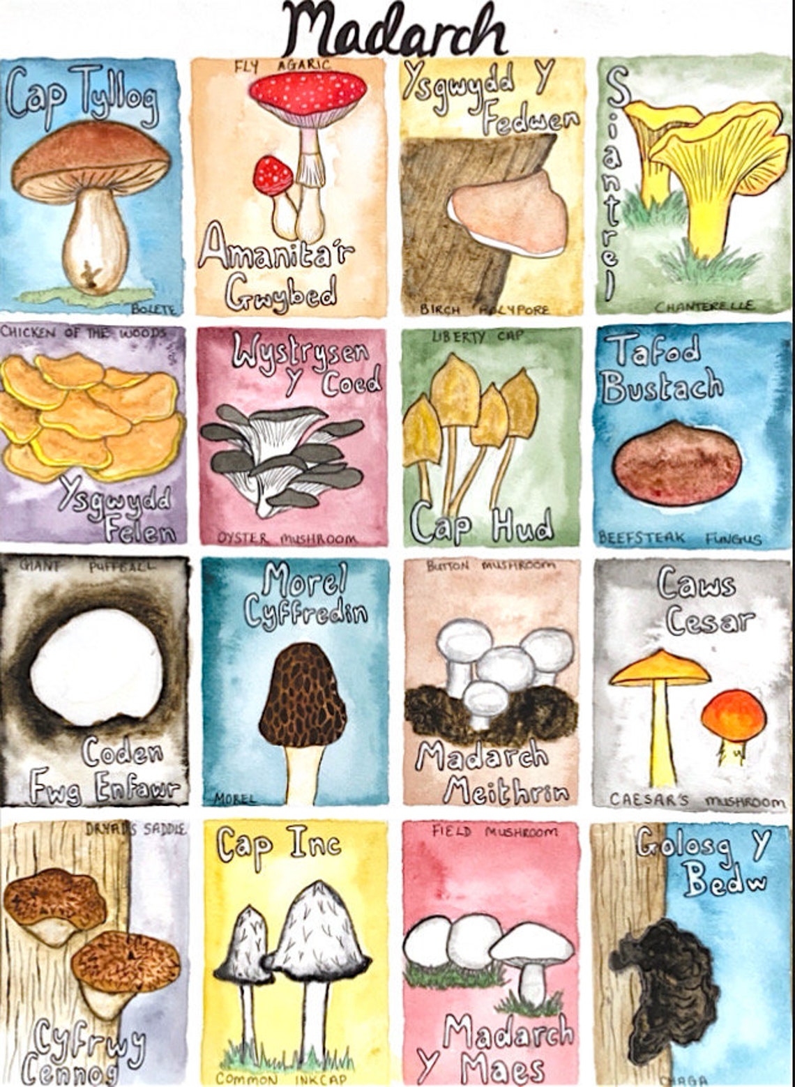 Welsh Native Tree / Plant/ Mushroom Poster With Welsh Translation - Etsy UK