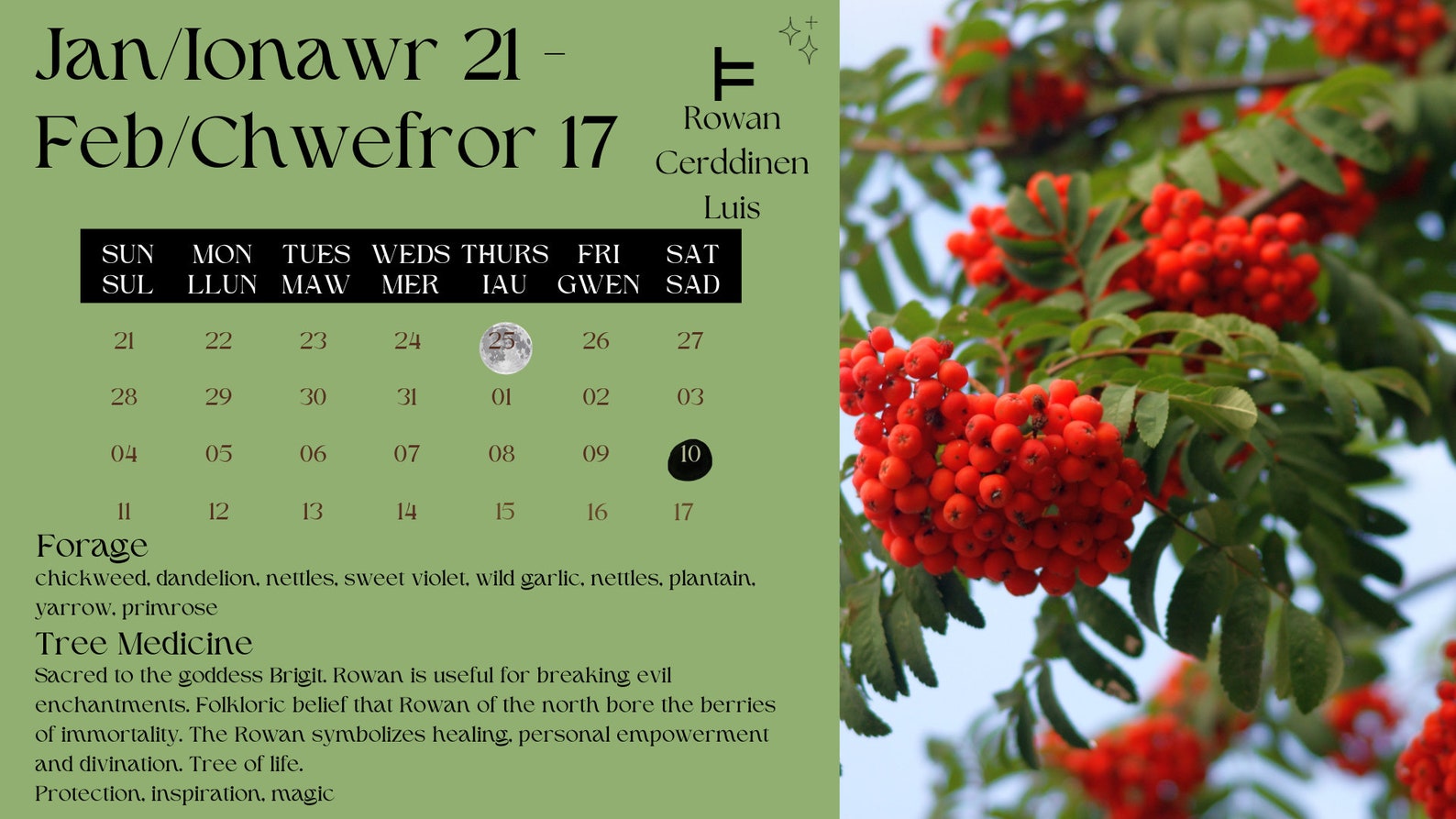 Welsh Celtic Tree Calendar, Foraging & Moon Calendar With Ogham ...