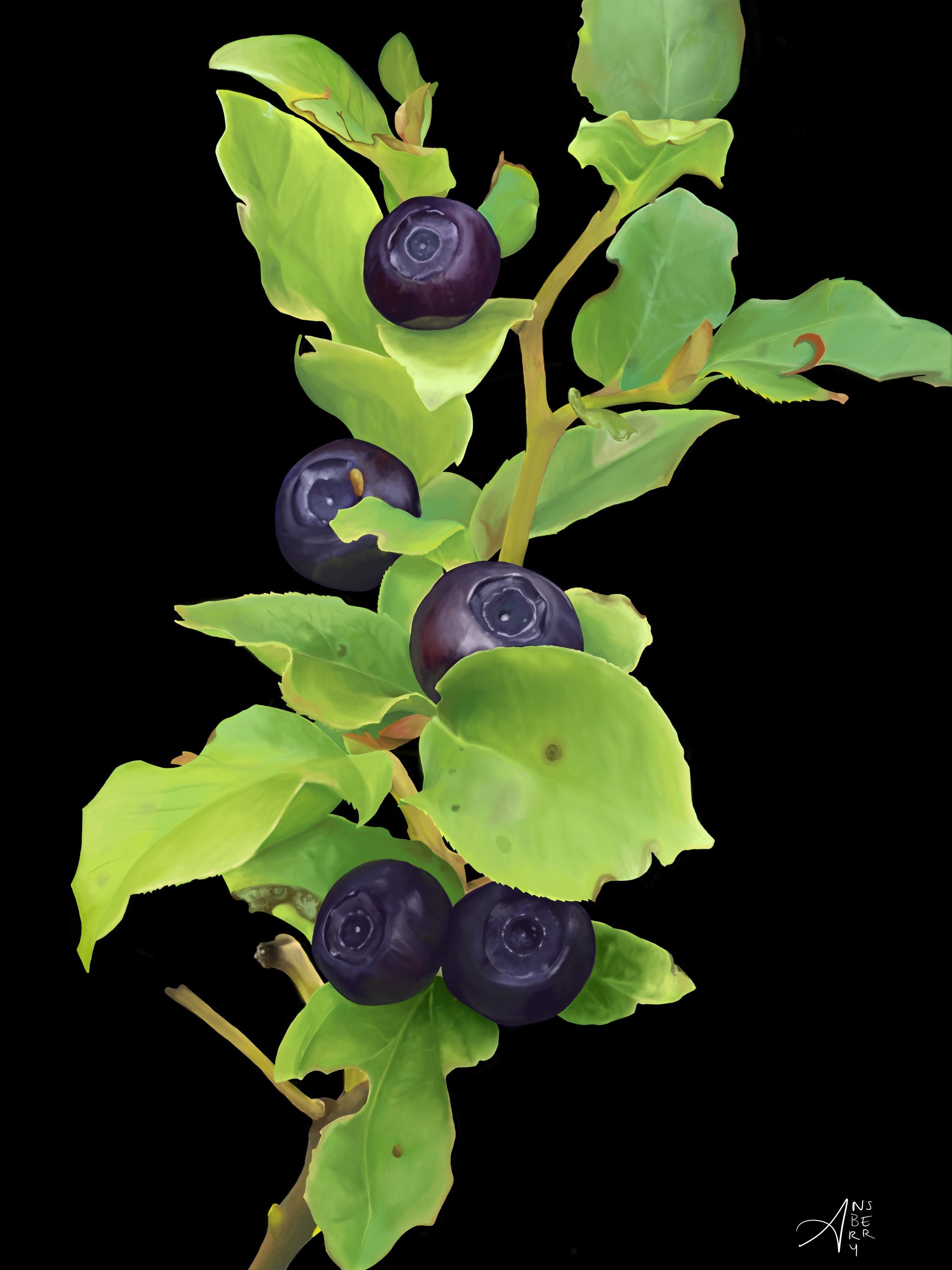 Huckleberries - Etsy