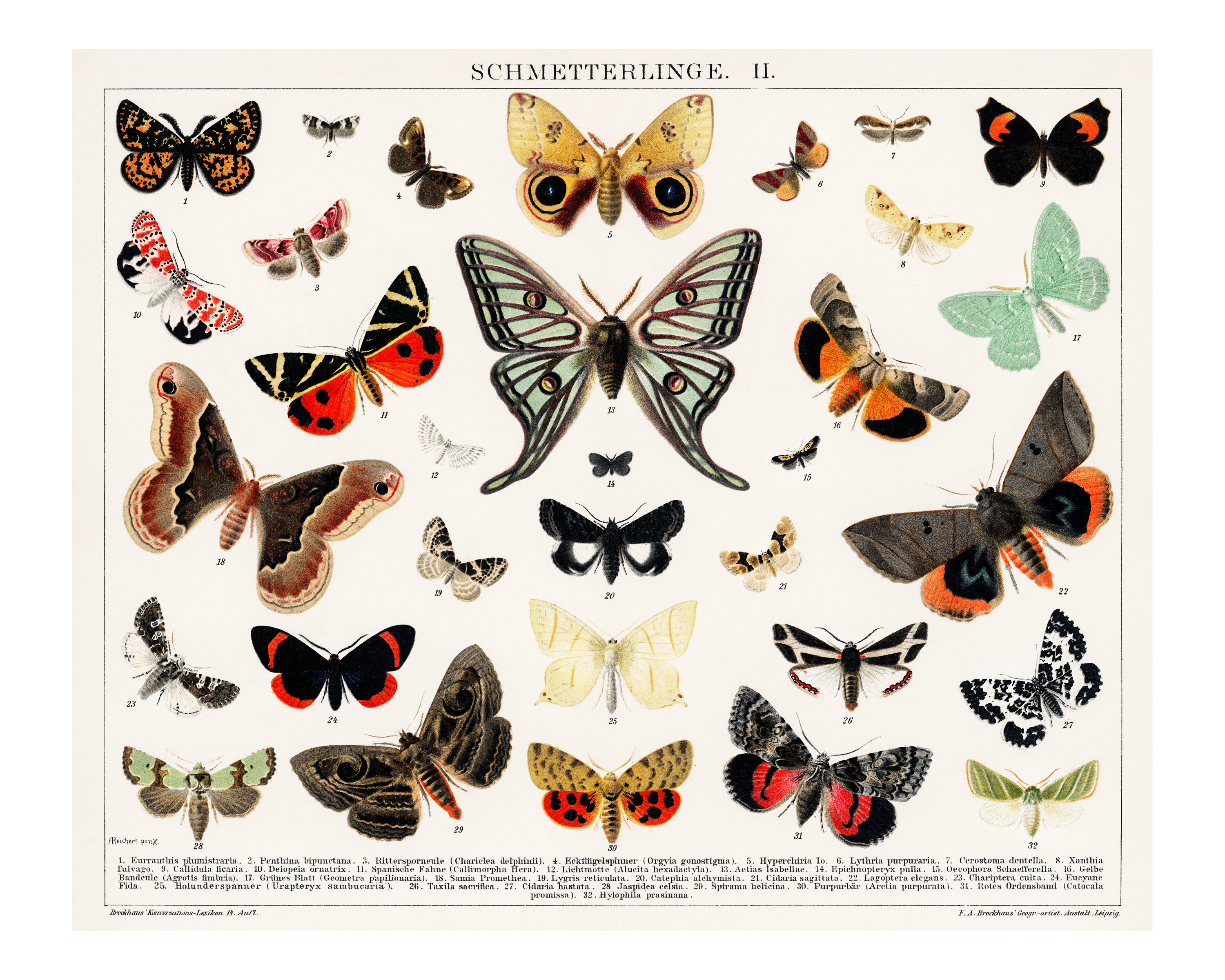 Vintage Butterfly Diagram Art | Instant Download Printable Wall Art ...