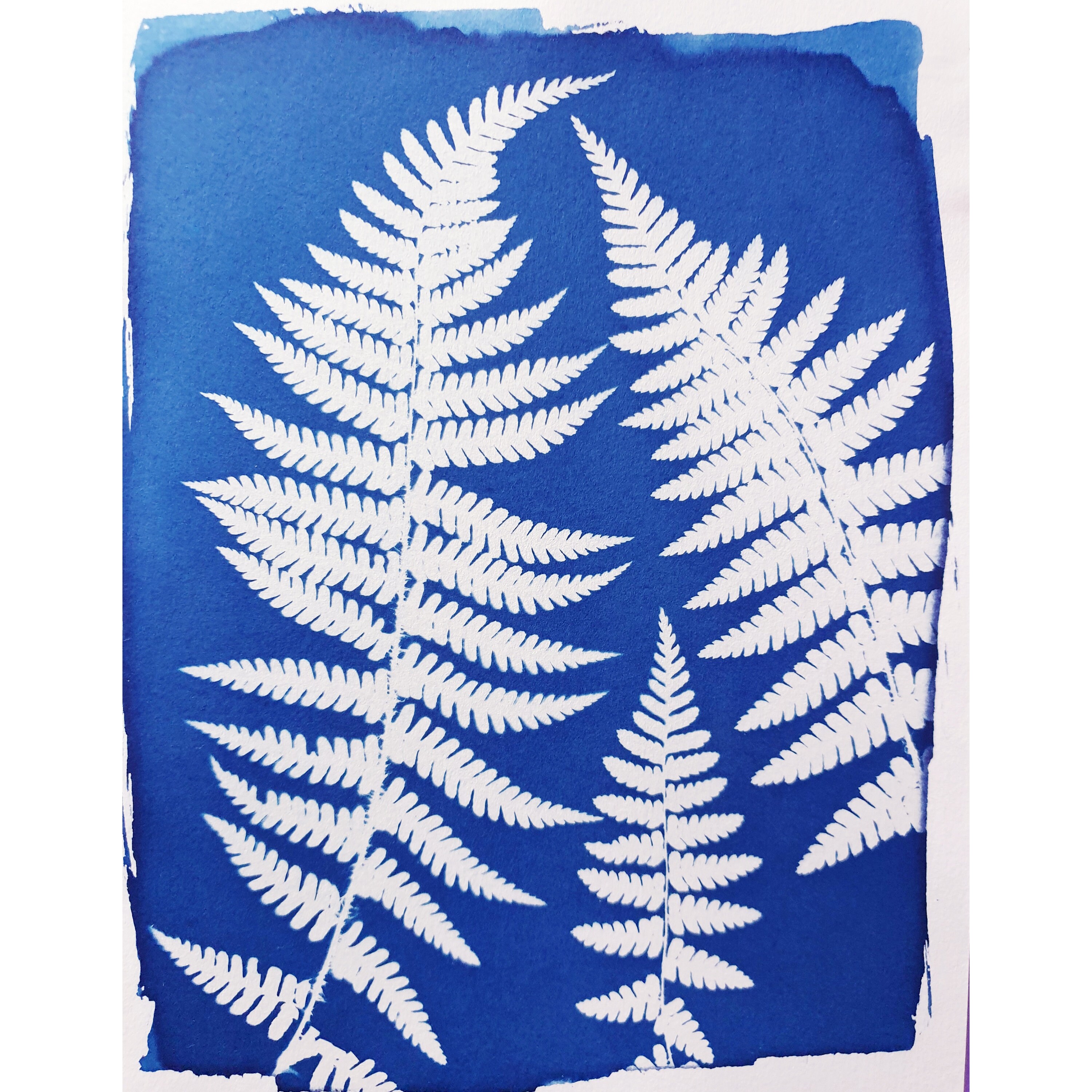 Fern Leaves Cyanotype Blue Botanical Cyanotype Unique Plant Print Fern ...
