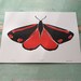 Cinnabar Moth Screen Print Limited Edition Moth Screen Print - Etsy