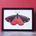 Cinnabar Moth Screen Print Limited Edition Moth Screen Print - Etsy