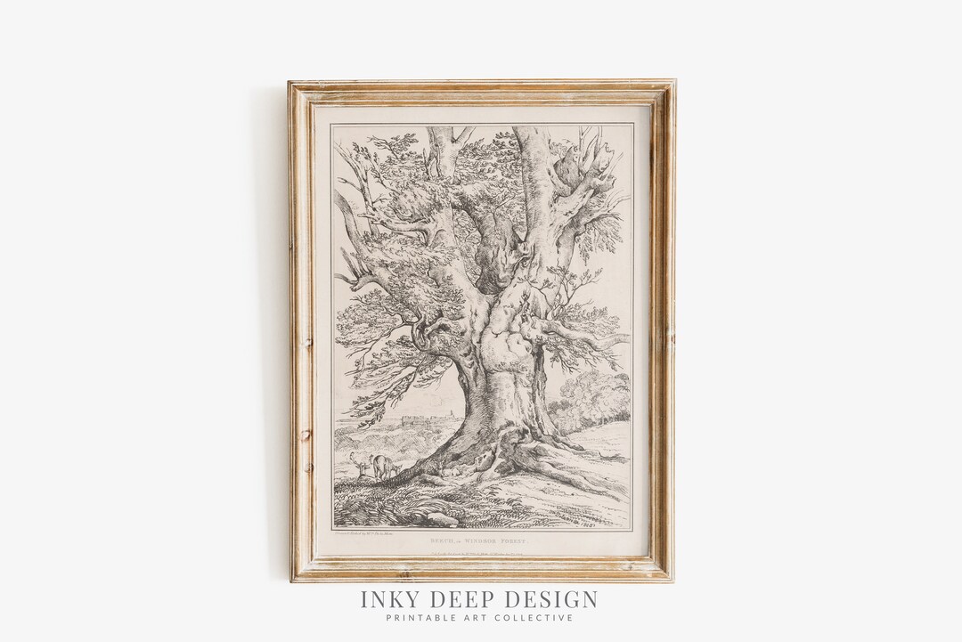 Beech Tree Etching Printable Vintage Tree Sketch Antique Botanical ...