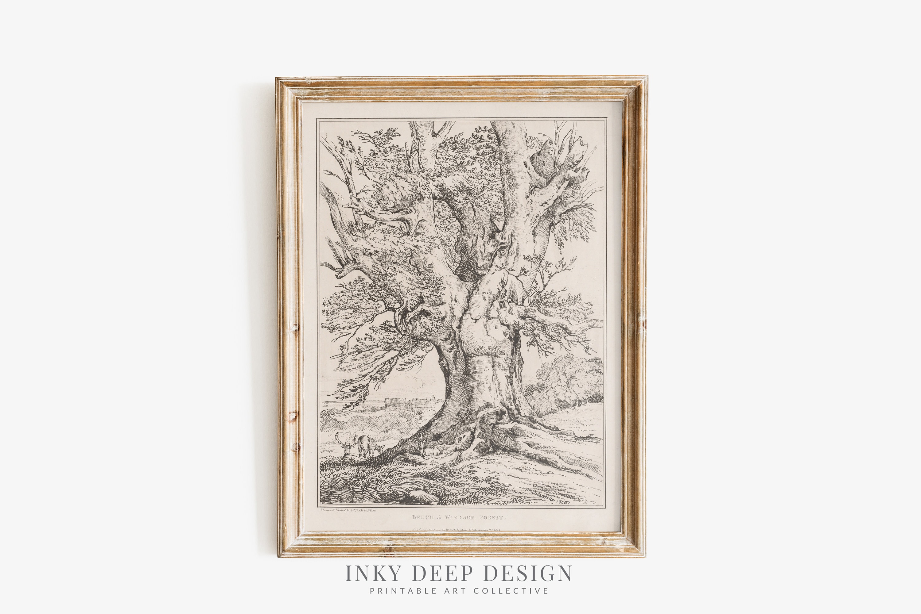 Beech Tree Etching Printable Vintage Tree Sketch Antique Botanical ...