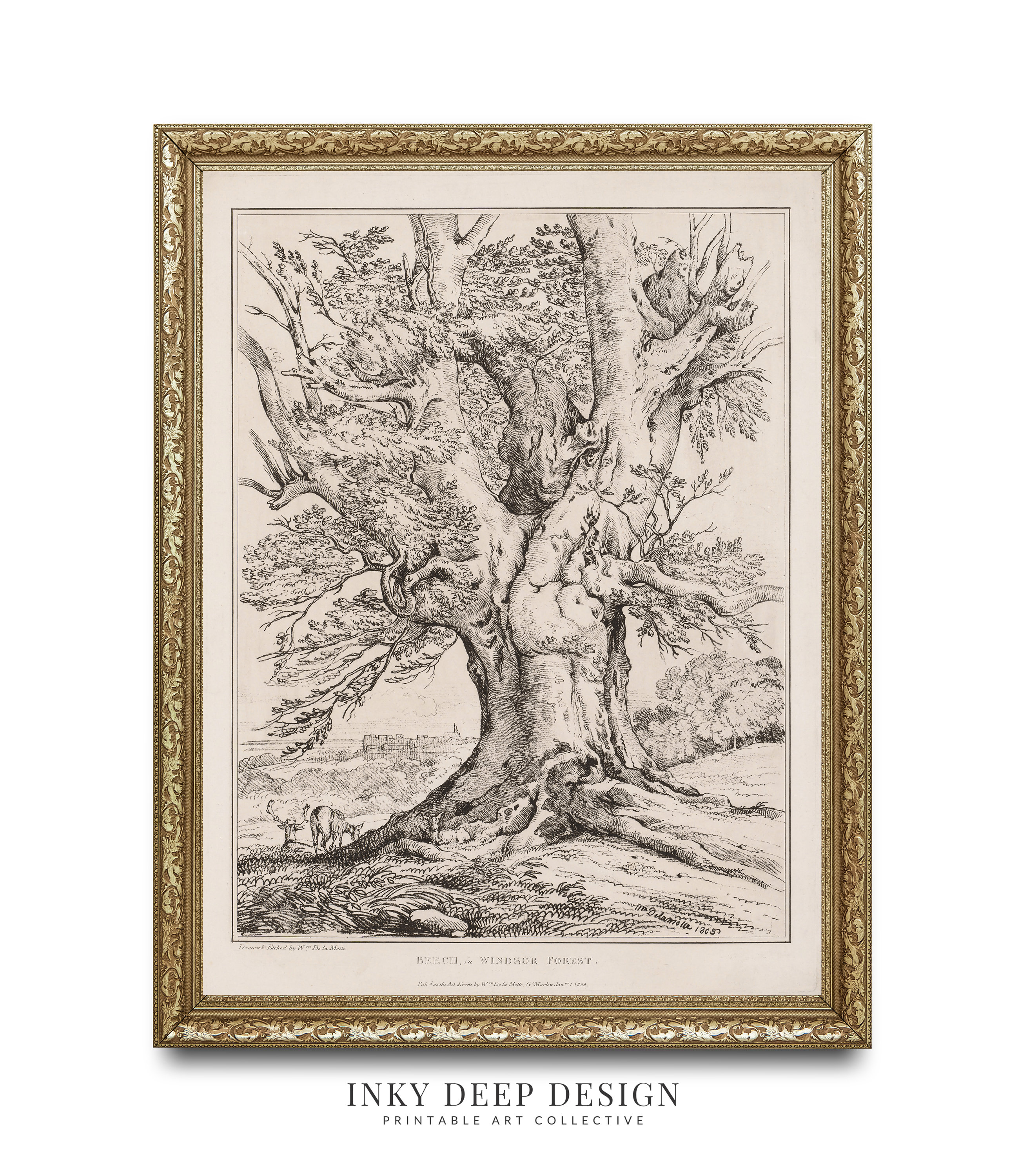 Beech Tree Etching Printable Vintage Tree Sketch Antique Botanical ...