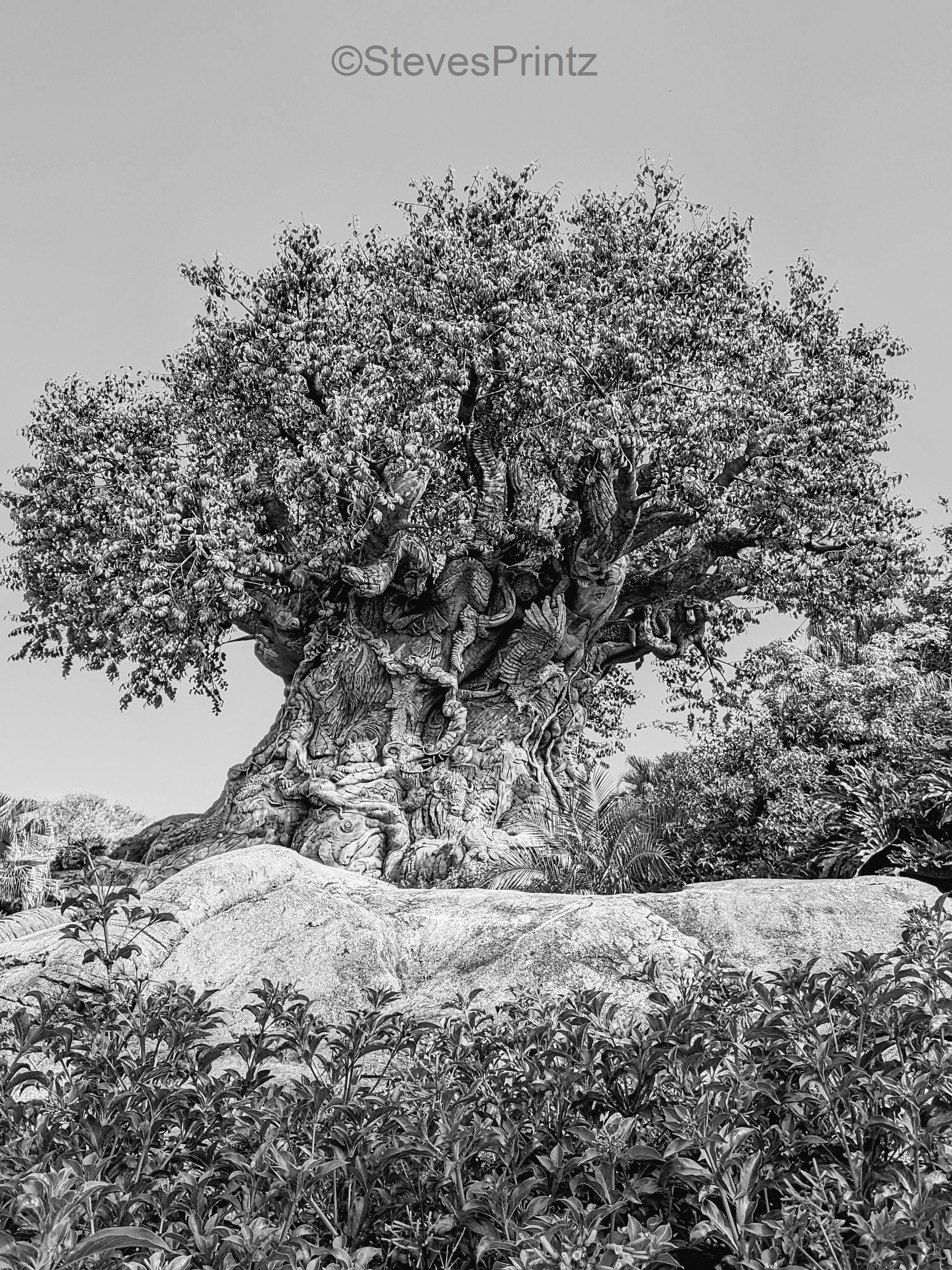 Disney Tree Of Life Drawing