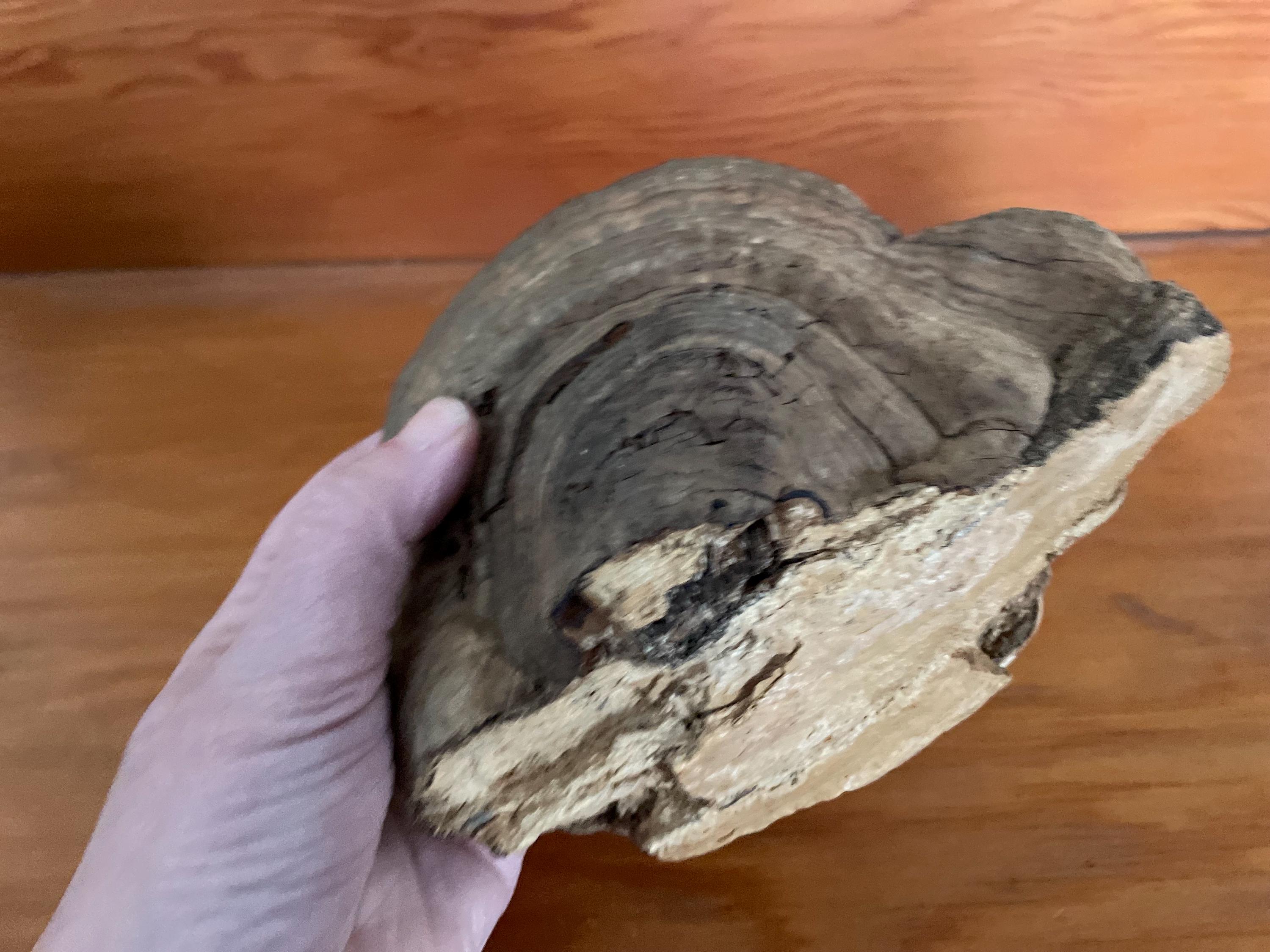 Unusual Vintage Artist Conk Tree Mushroom With Etched Tahquamenon Falls ...