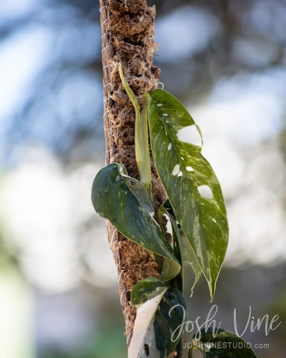 Seeded Stick Cypress Moss Pole | Etsy