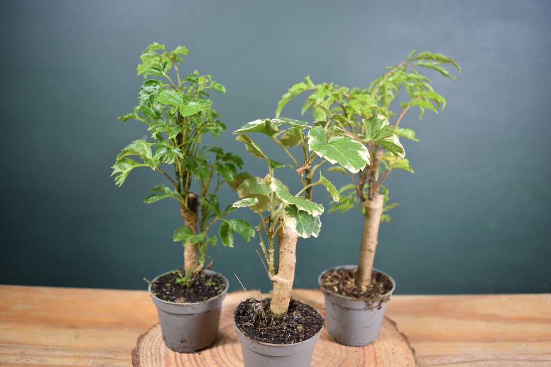 Polyscias Mix Bonsai-style Mini Tree 6cm Pot Plant Gift Glass Terrarium ...