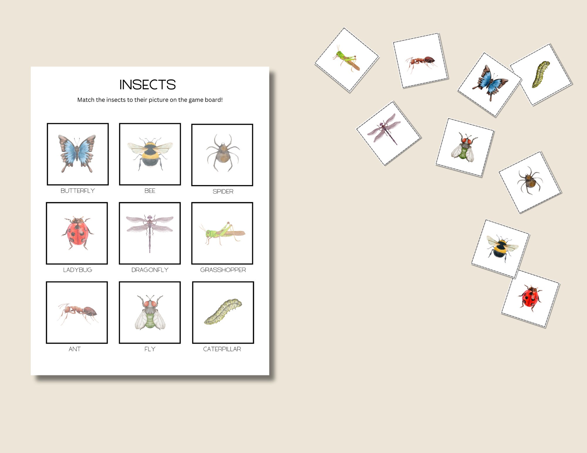 Insect Matching Activity, Match 8 Different Insects, Insect Activity ...
