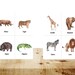 8 Safari Animals Cards, Montessori Flash Cards, Pre-school Cards ...