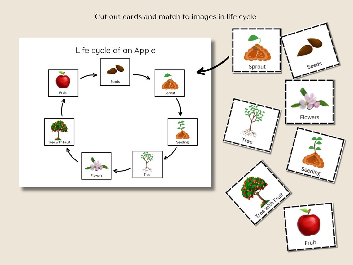 Apple Activity Pack for Kids, Printable Learning Bundle, Apple ...