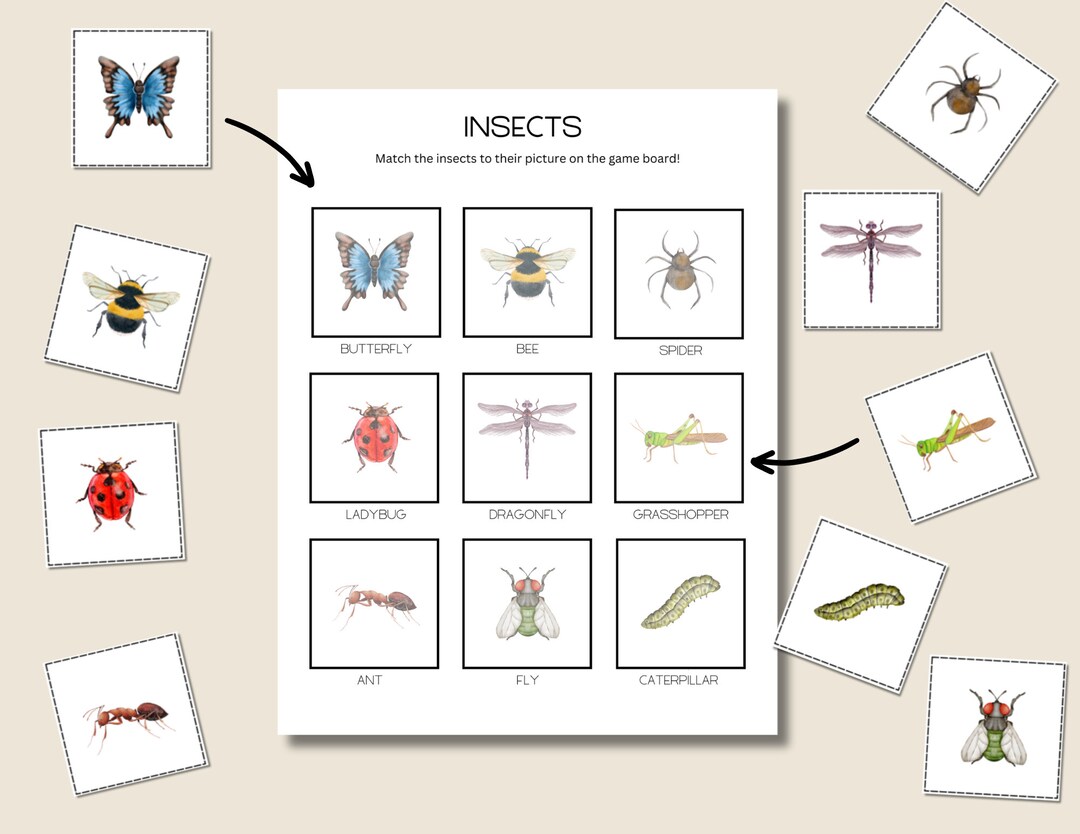 Insect Matching Activity, Match 8 Different Insects, Insect Activity ...