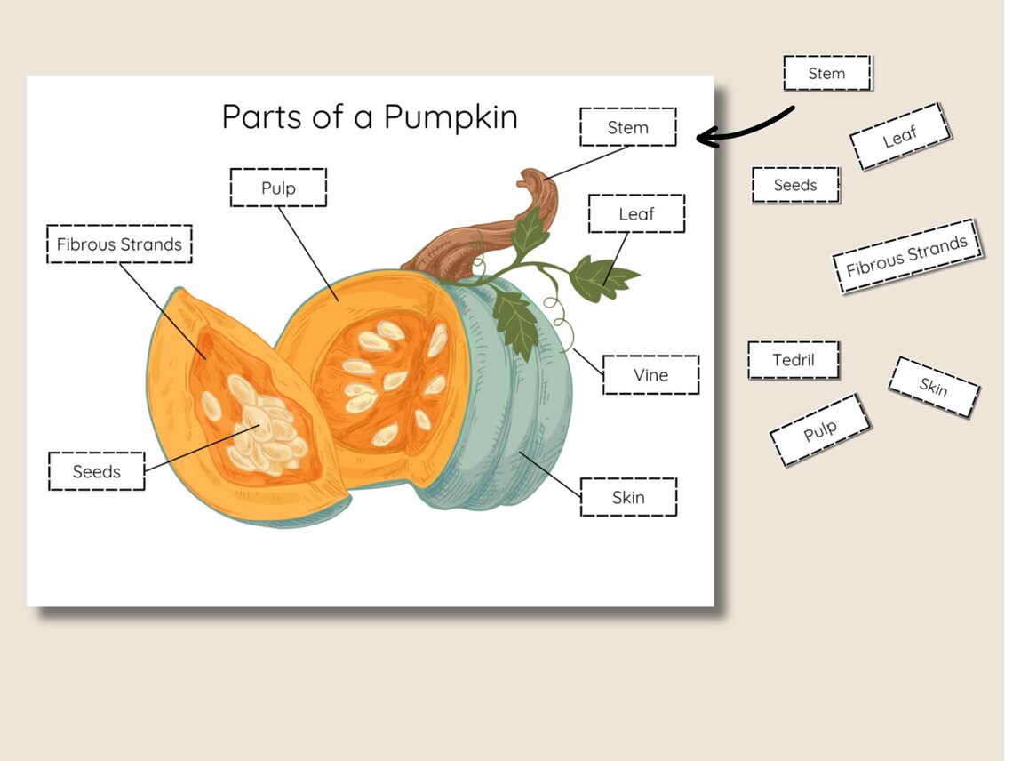 Pumpkin Activity Pack for Kids, Printable Learning Bundle, Pumpkin ...