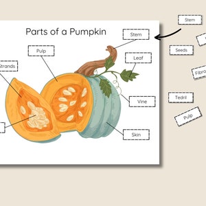 Pumpkin Activity Pack for Kids, Printable Learning Bundle, Pumpkin ...
