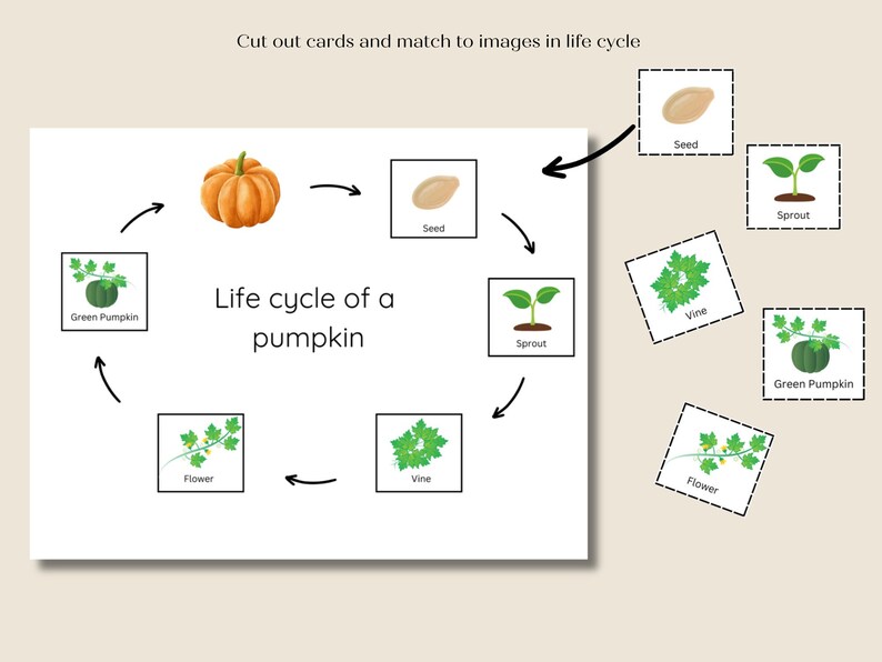 Pumpkin Activity Pack for Kids, Printable Learning Bundle, Pumpkin ...