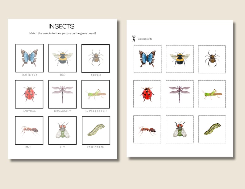 Insect Matching Activity, Match 8 Different Insects, Insect Activity ...