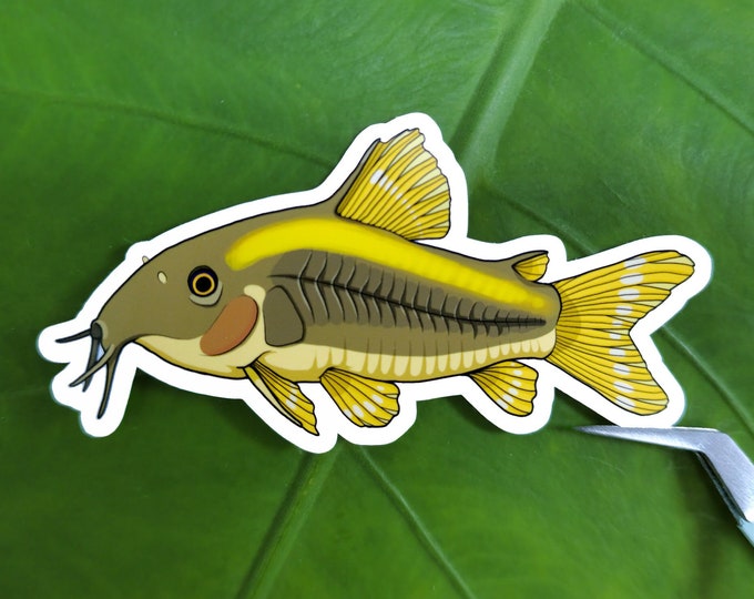 Cory Catfish A4 Print - Corydoras Illustration - Fish Wall Art - Etsy.de