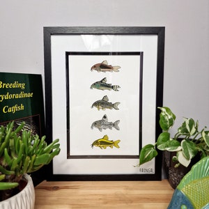 Cory Catfish A4 Print - Corydoras Illustration - Fish Wall Art - Etsy